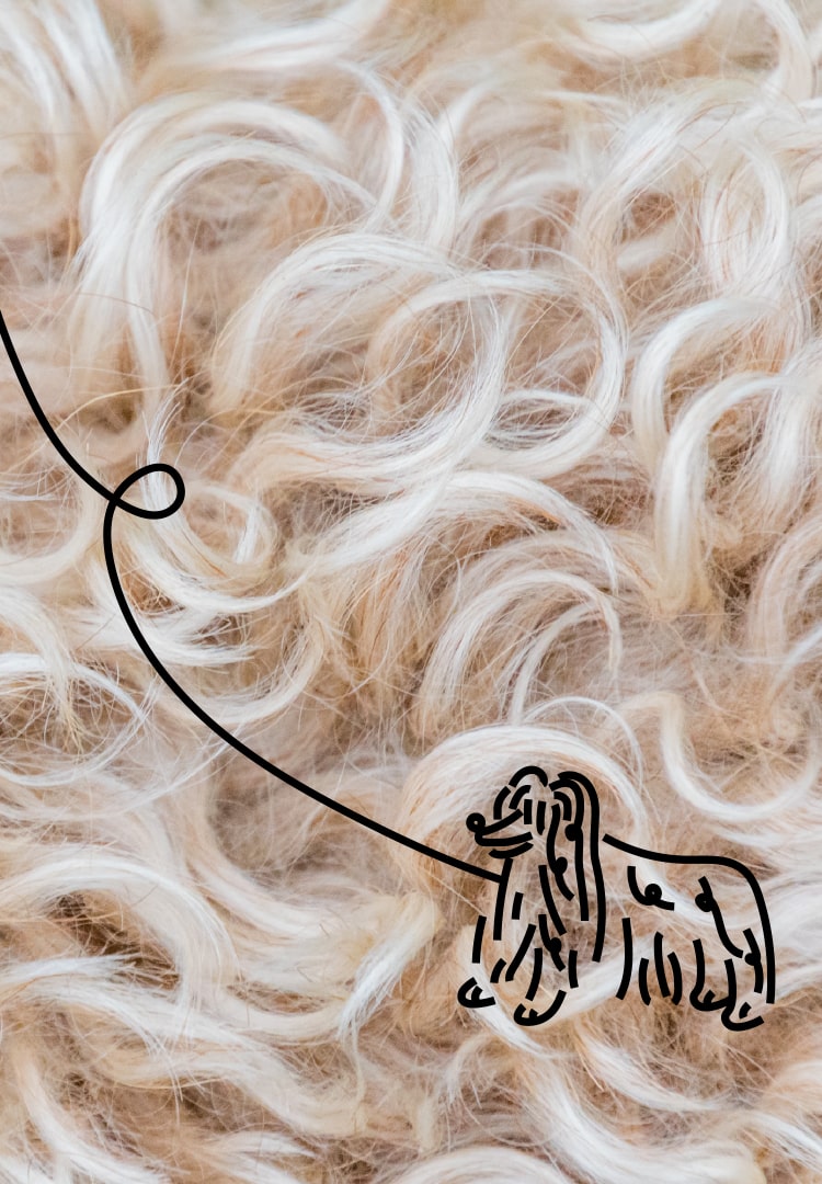 Vetreska Fur: Pet Grooming and Day Care for Your Loved Ones. – Fur-Vetreska